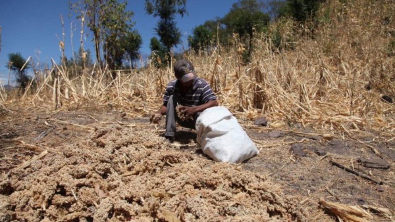 'Reverdeciendo el Corredor Seco Centroamericano', proyecto para 10 ...