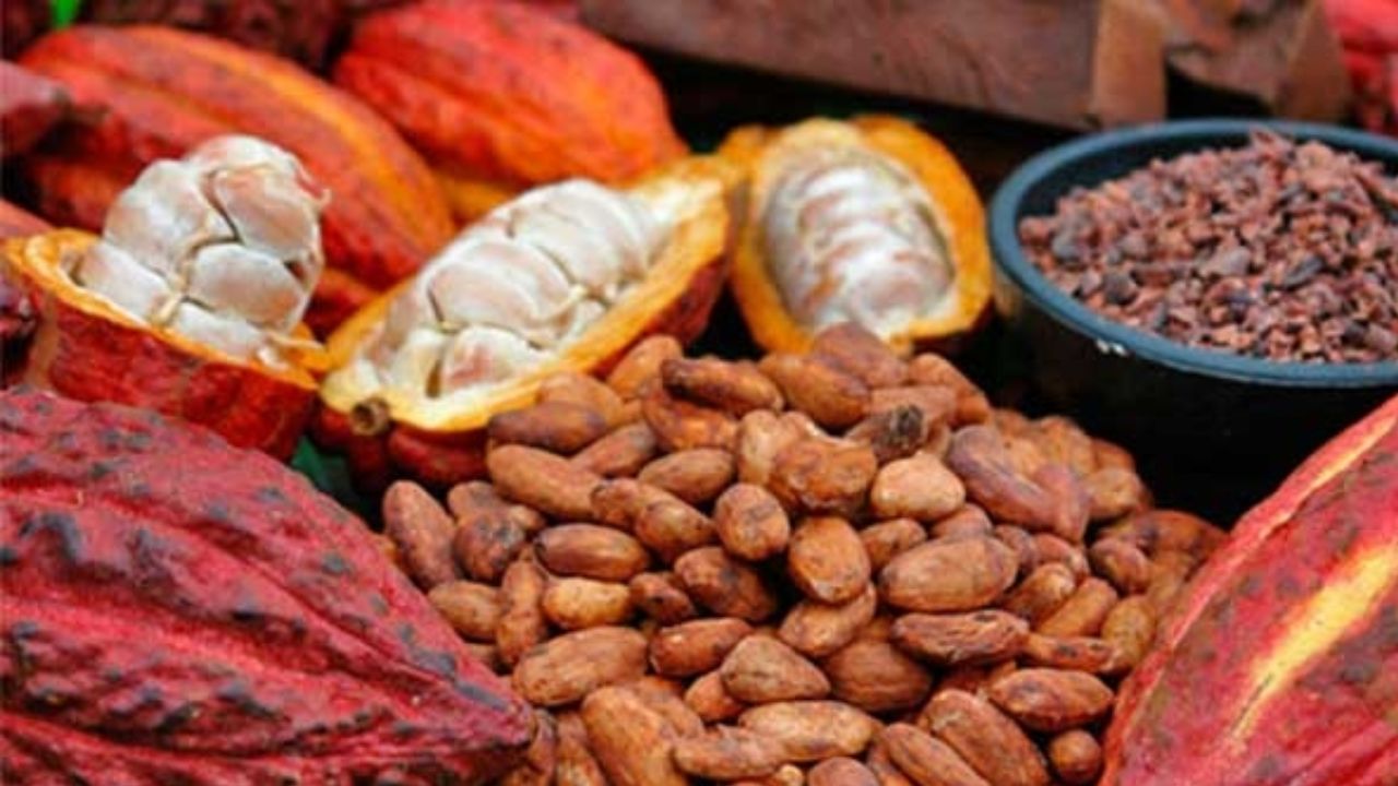 Cacao En Honduras Un Cultivo Con Potencial