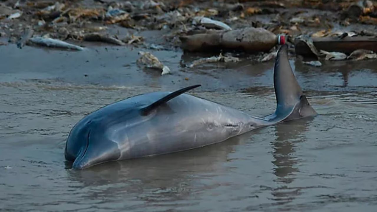 Más de 100 delfines aparecieron muertos en un río de la Amazonía ...