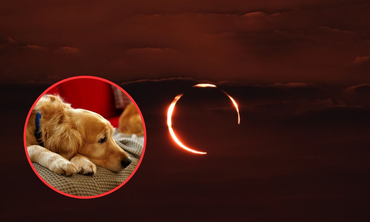 Son Perros Y Gatos Afectados Por Los Eclipses Solares