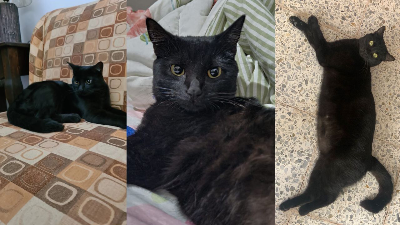 L 10 mil de recompensa por información para encontrar a gatita perdida en Santa Lucía