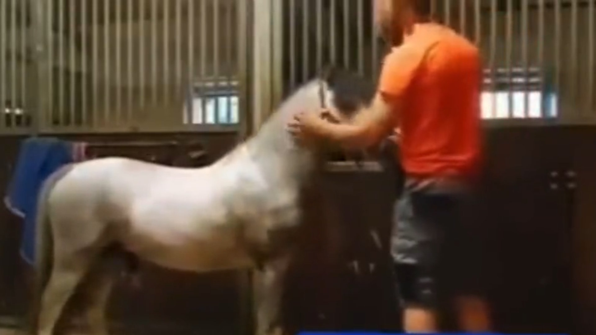 Horse video 'Twitter': ¿de qué trata esta grabación que circula en redes sociales?