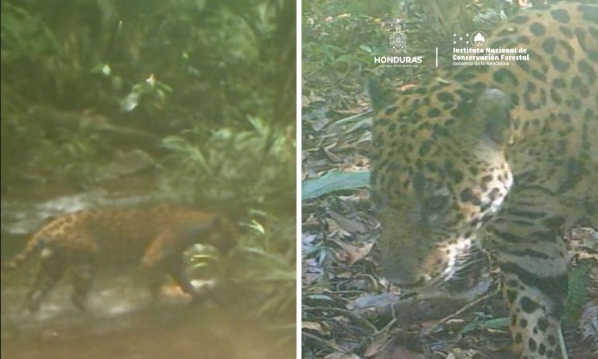 Impresionantes imágenes de jaguares en el río Plátano