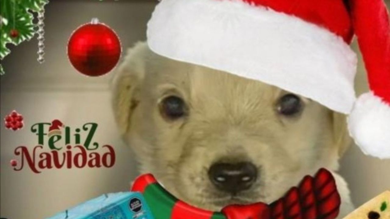 ¿Eso qué tiene que ver con la Navidad?, conoce los mejores memes de la ...
