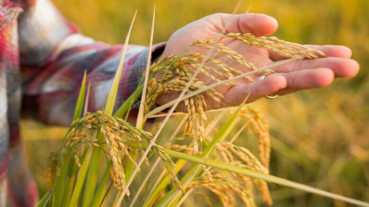 Producción de arroz cerrará el 2023 con una disminución de 490 mil ...