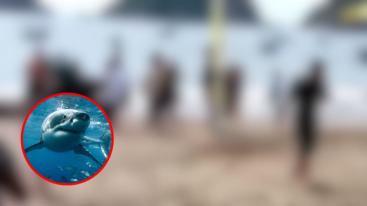 Video de ataque de tiburón en Melaque, quién era María Fernanda Martínez y cuántos años tenia