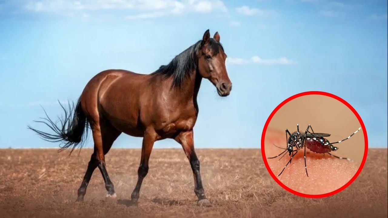 Encefalitis Equina: ¿Cómo se transmite? La nueva enfermedad que ha ...