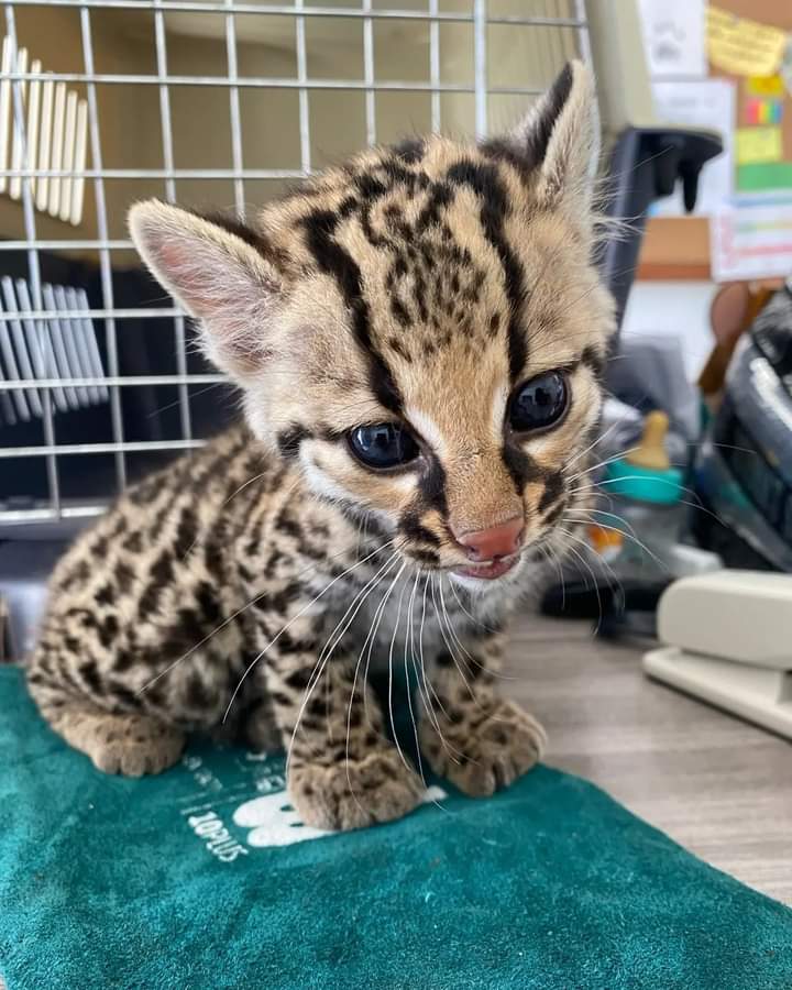 Rescatan en Guaimaca a bebé ocelote al que le mataron la mamá