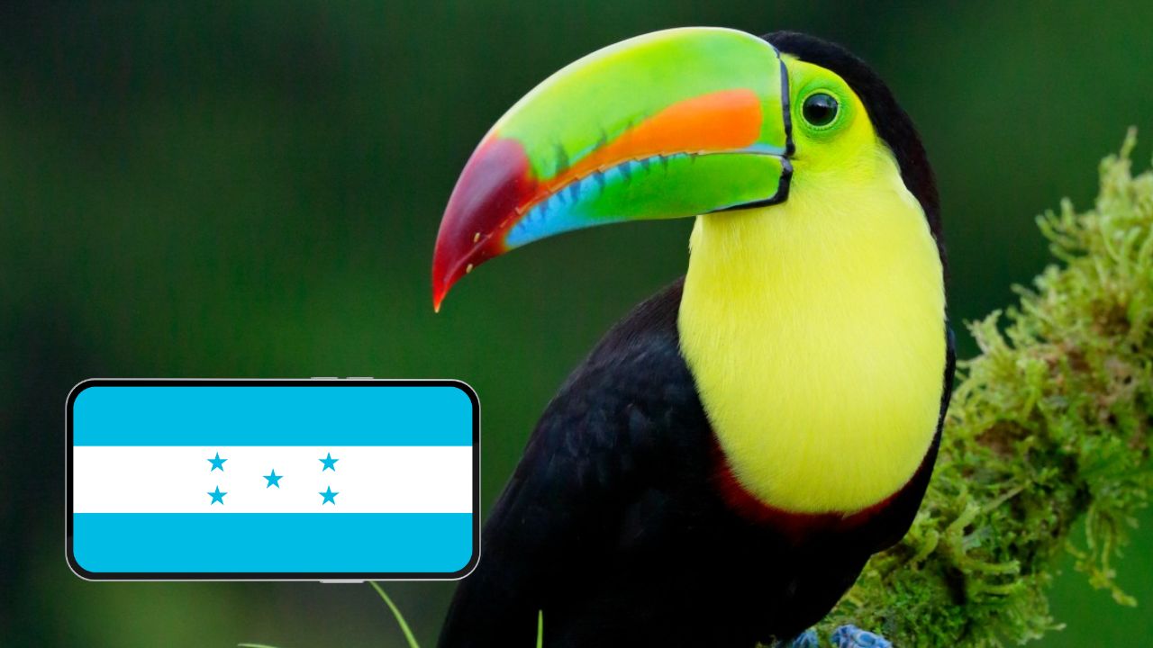 ¿En qué región de Honduras es posible encontrar el tucán?, de qué se alimenta, qué tipo de ...