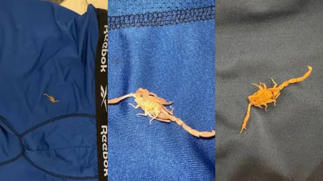 Escorpión pica parte intima de hombre cuando dormía en lujoso hotel