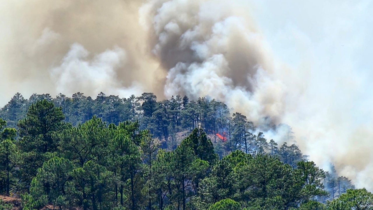 Alrededor De 39 000 Hectáreas De Bosque Han Sido Afectadas Por 839