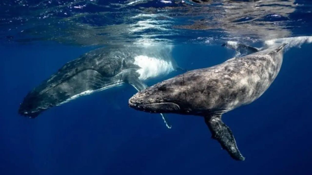 Identifican dos nuevas especies de ballena