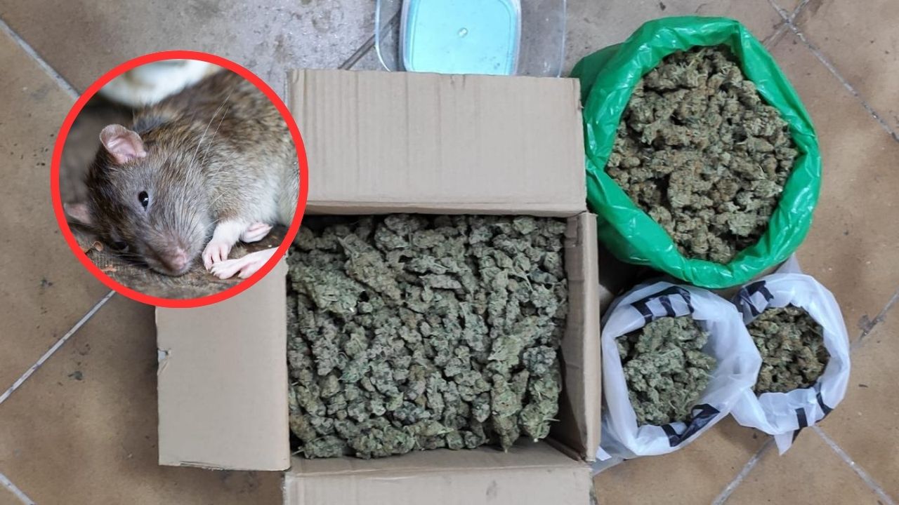 Ratas consumen marihuana confiscada y policía confirma que 'están todas ...