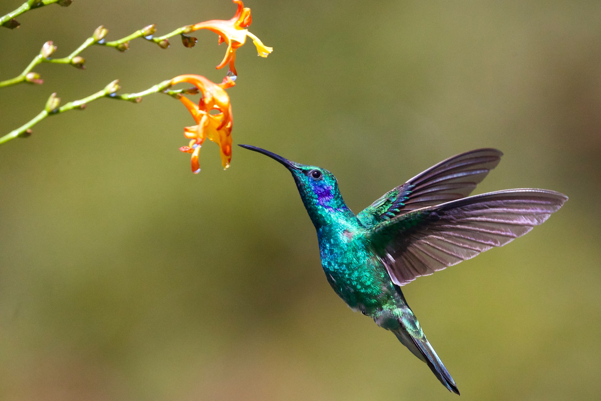 ¿Qué significa ver un colibrí verde?, ¿Es un símbolo de buena suerte?