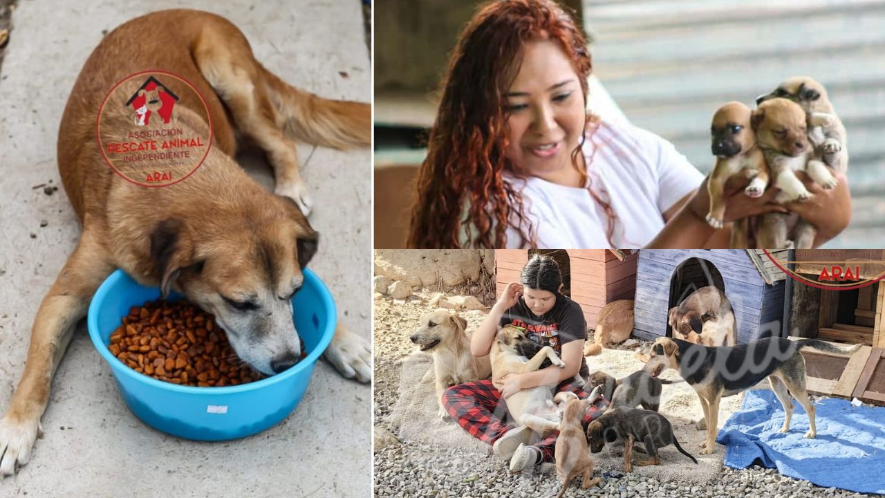 ¡Ayude a salvarlos! 48 animales rescatados en peligro por venta de su ...