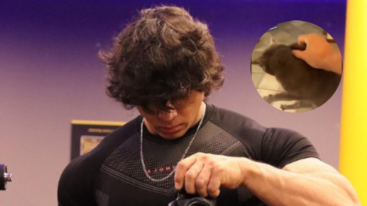 Video del gato de 'Daddy Aioli', influencer maltrata a su mascota y lo ...