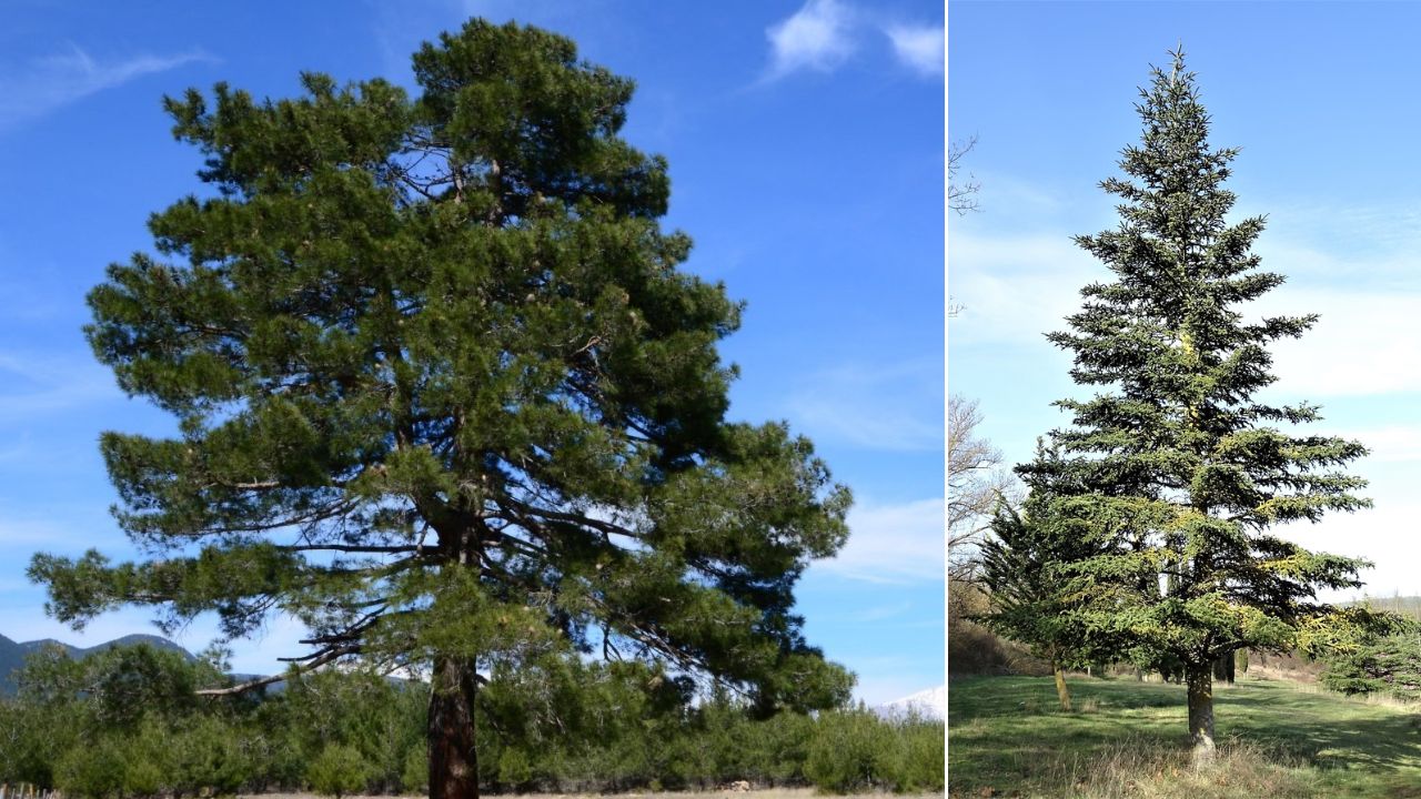 Himno al Pino de Honduras completo: letra y origen