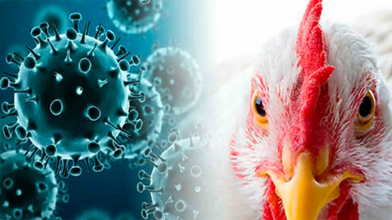 Gripe Aviar h5n2: ¿Qué es y cuáles son los síntomas del virus en humanos?