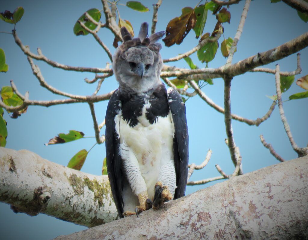 19 especies de aves en Honduras figuran en la Lista Roja de UICN