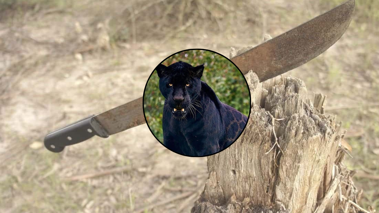 El Pantera video terror completo sin censura: Enlace del clip