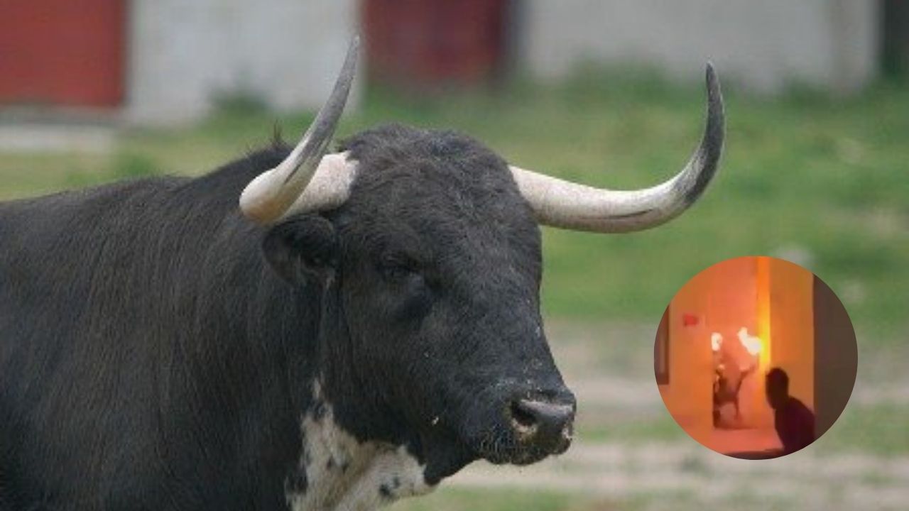 Video toro embolado Castellón: ¿Por qué la filmación se ha hecho viral ...