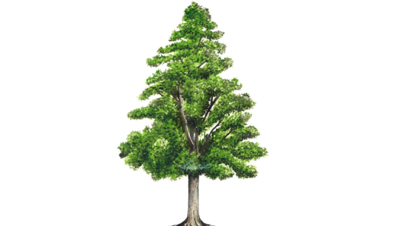 Símbolos Nacionales de Honduras: ¿Cuáles son, cómo están clasificados y ...