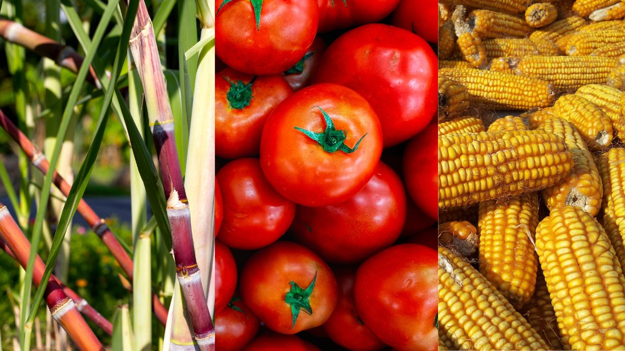 ¿Qué cultivos se producen en nuestros departamentos de Honduras?