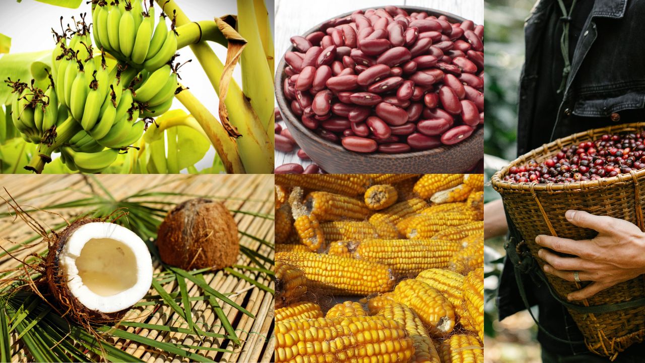 ¿Qué cultivos se producen en nuestros departamentos de Honduras?