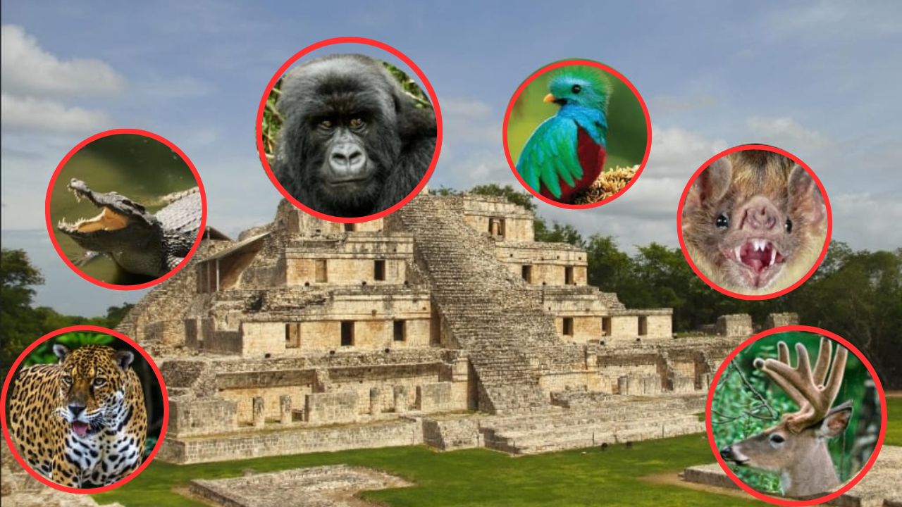 ¿Cómo representaban los mayas a sus animales preferidos?