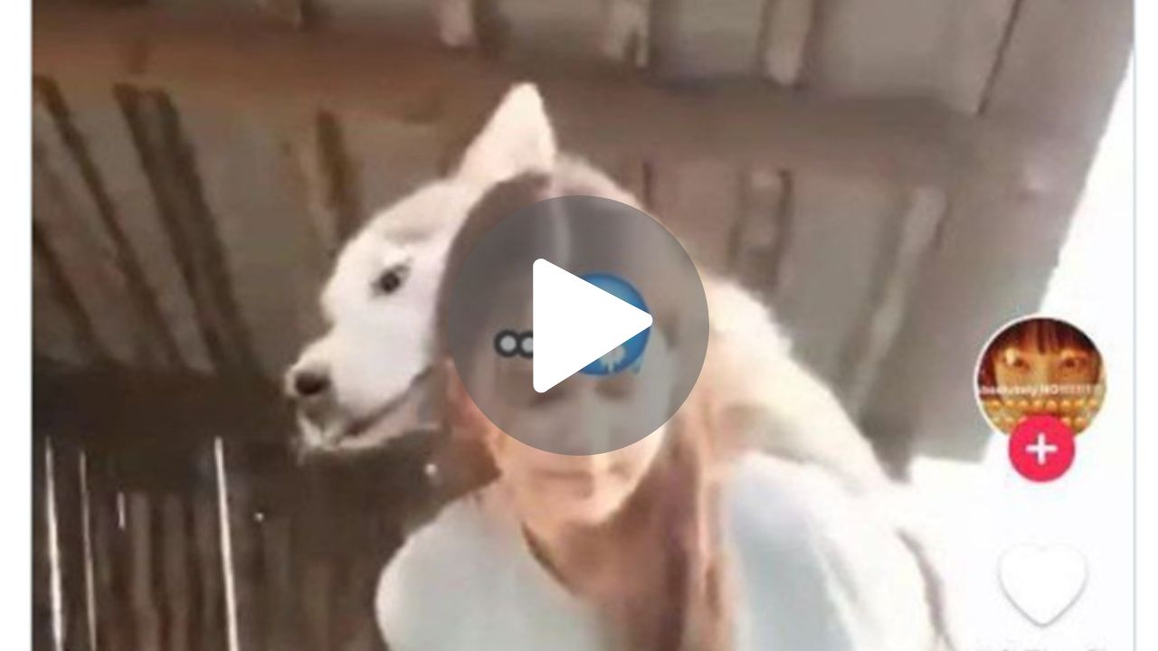 Video Poliwam en Twitter; ver el clip original completo sin censura