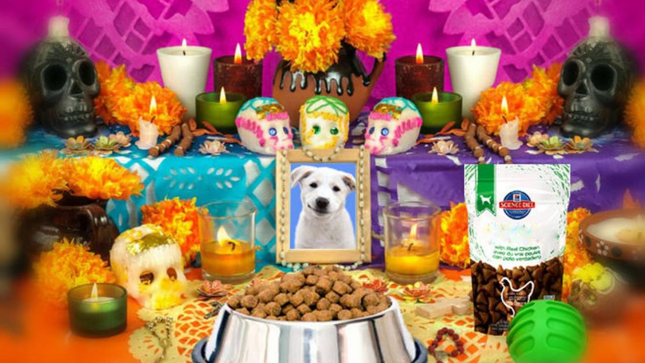 Altar para mascotas: ¿cómo hacer una ofrenda para el Día de Muertos?