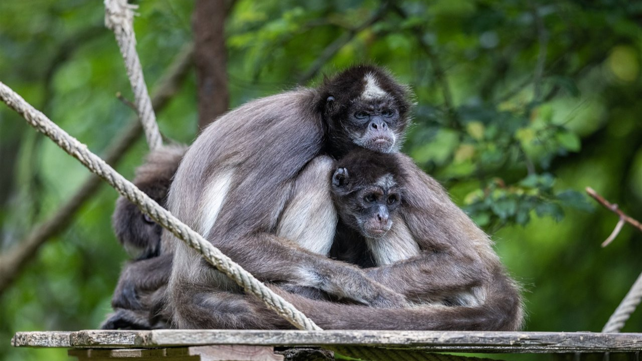 10 animales en peligro de extinción en Honduras: imágenes y principales ...