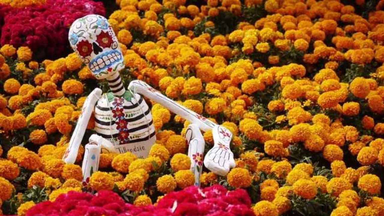 Flores de Día de Muertos nombres, ¿cómo se llaman, que tipo son?