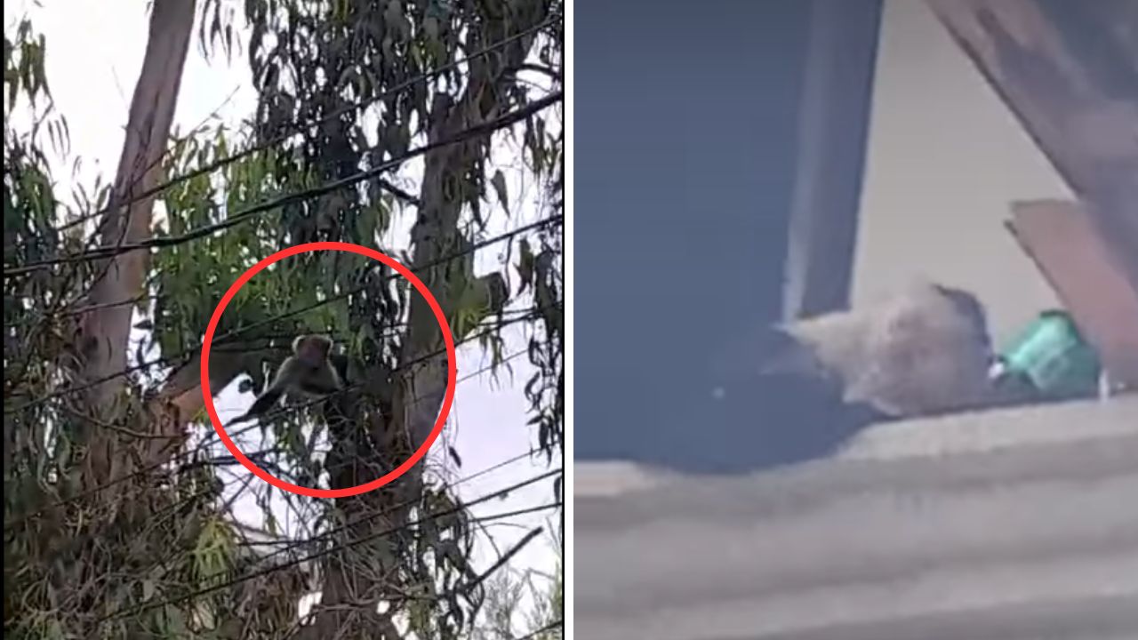 VIDEO: Mono cara blanca es captado paseando por El Hato