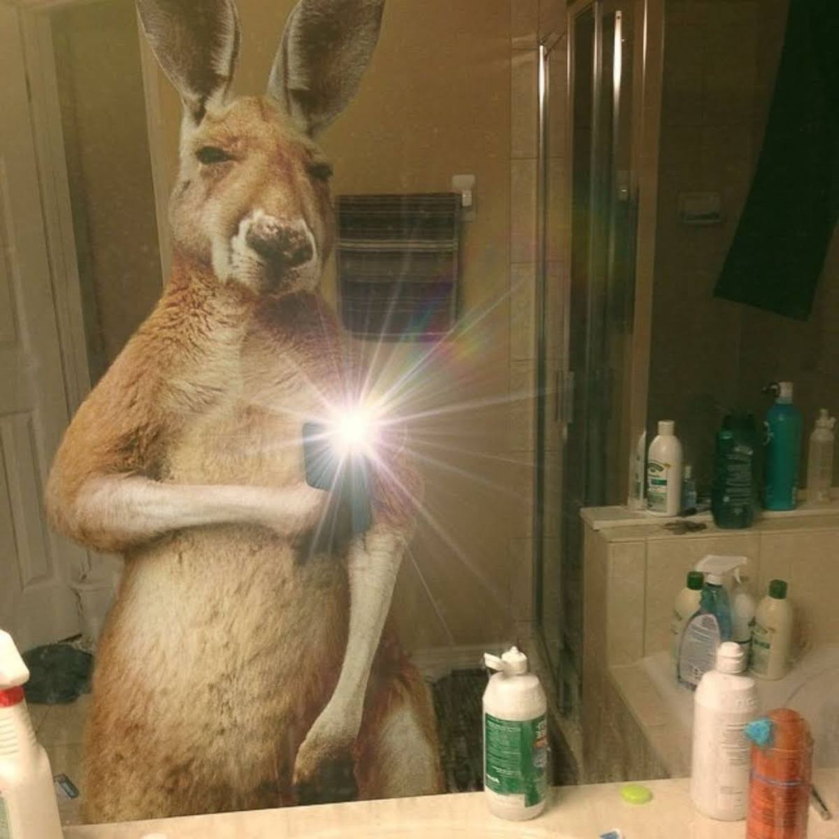 Foto de canguro meme en el espejo para perfil: qué significa y origen