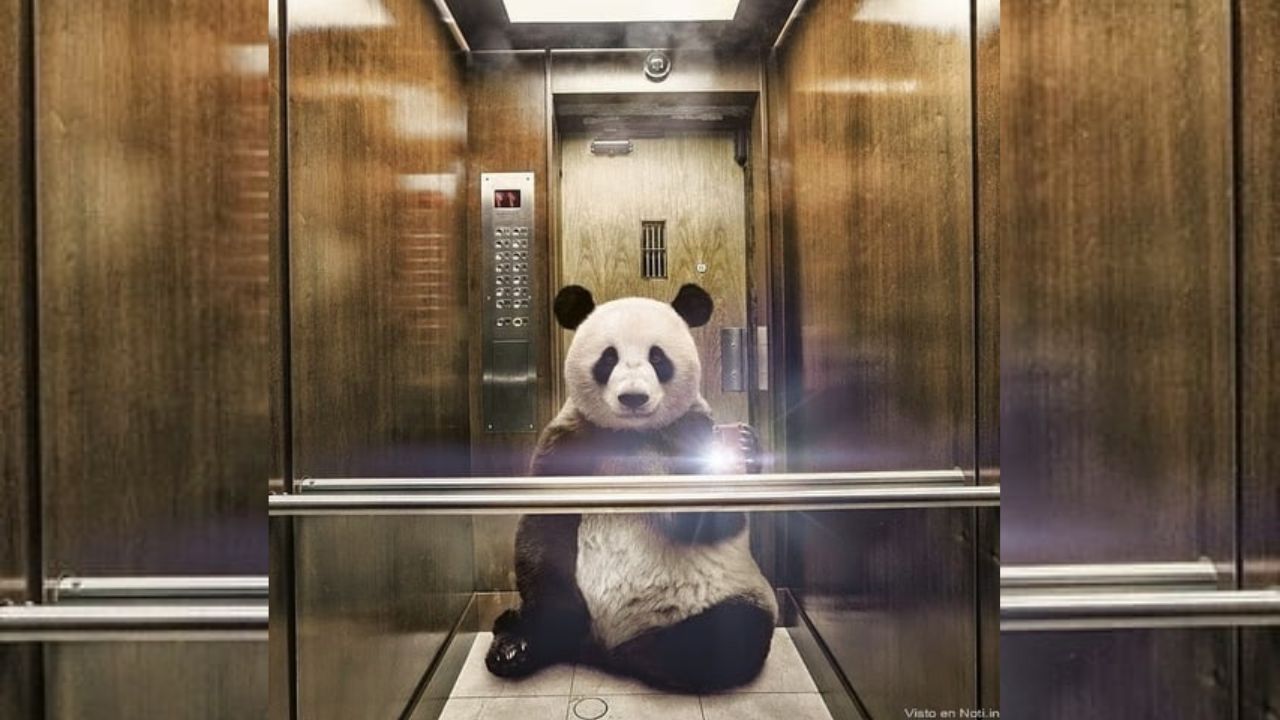 ¿Qué significa la foto del team canguro? Y ¿cómo ser parte de la ...