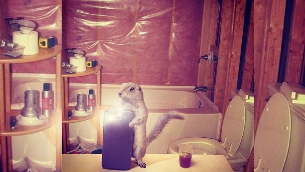 ¿Qué significa la foto del team canguro? Y ¿cómo ser parte de la ...