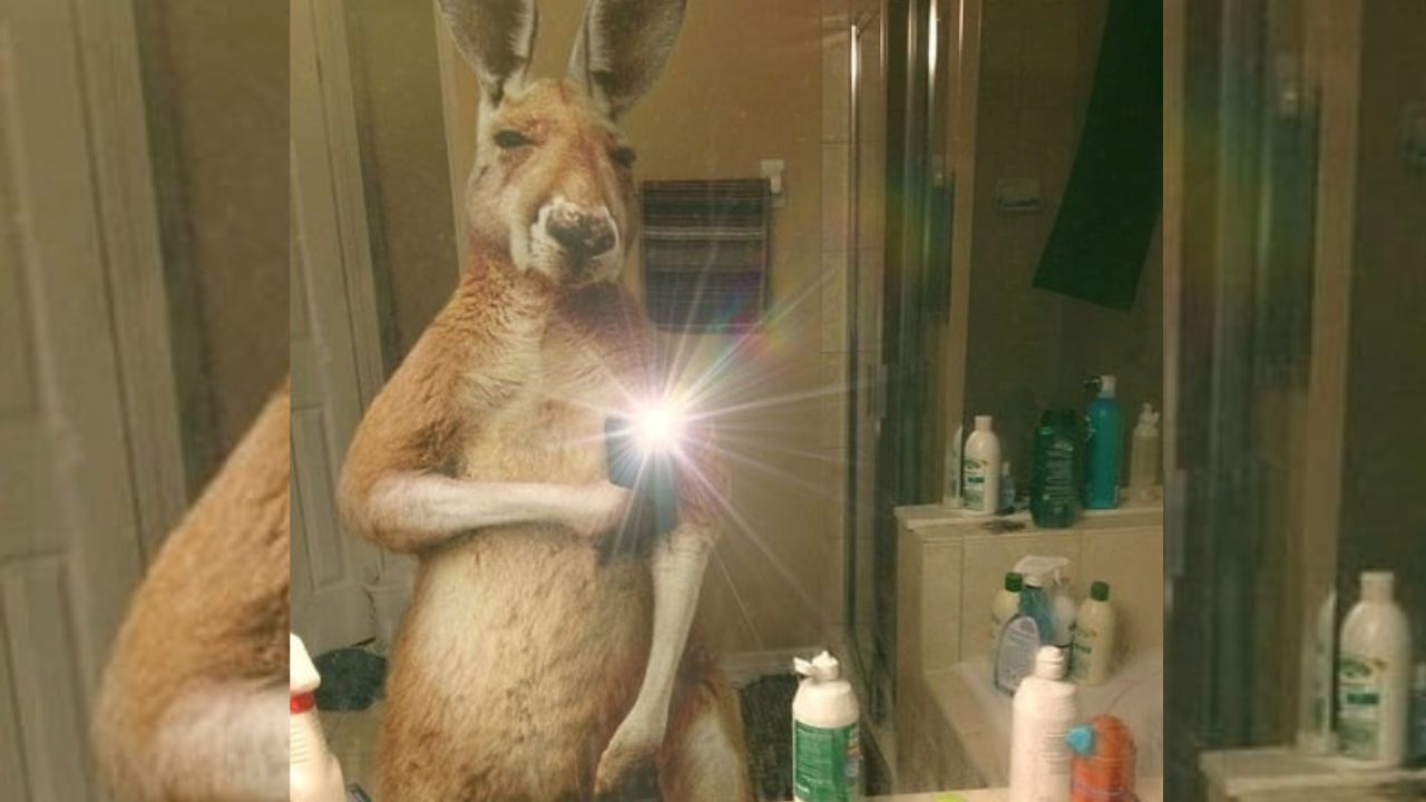Foto del canguro en el espejo: origen, contexto y por qué es tendencia ...