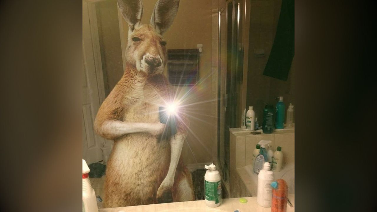 Imagen del Team Canguro: qué significa, origen, contexto y cuál es para ...