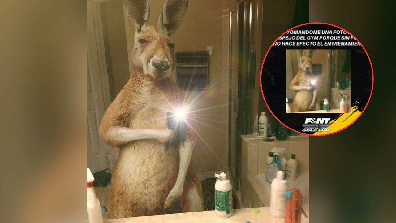 Foto de canguro meme en el espejo para perfil: qué significa y origen