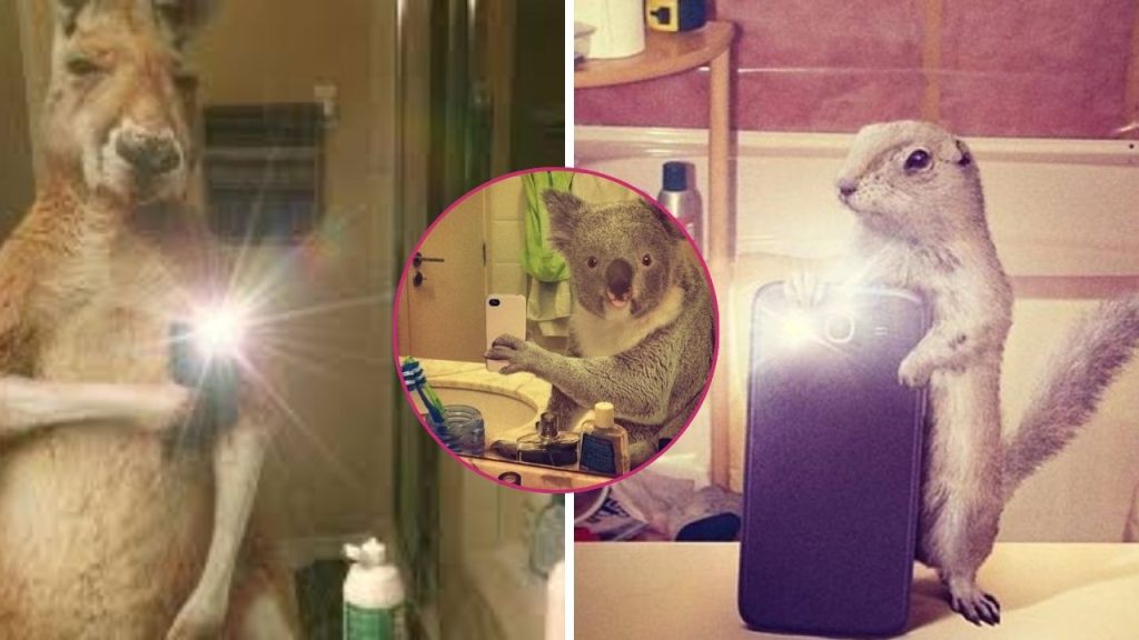 Contexto y significado de la selfie del canguro frente al espejo