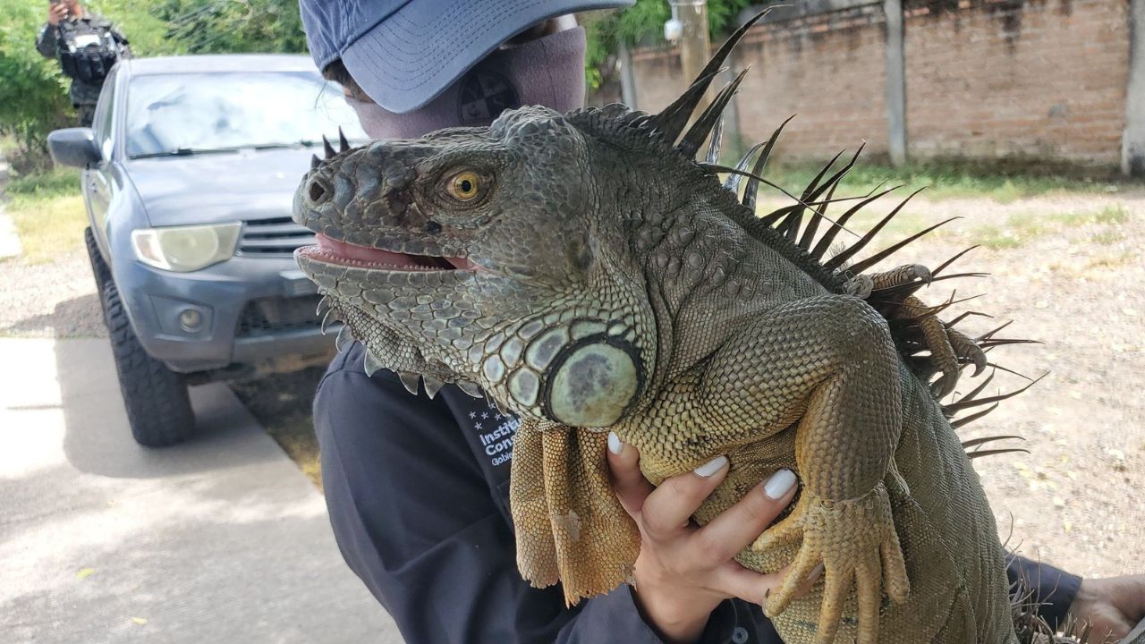 Recuperan garrobos y perico cabeza naranja en Pespire, Choluteca