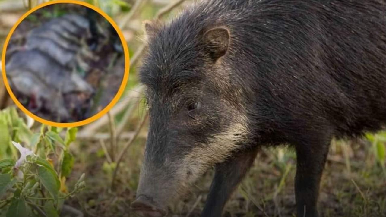 Denuncian muerte masiva de "chanchos de monte" en la biosfera del Río ...