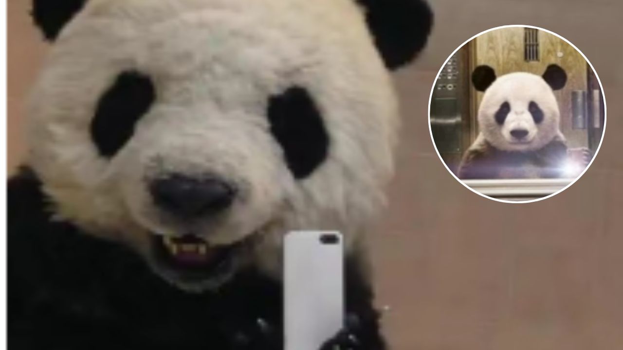 ¿Qué significa team panda?, contexto de las fotos de perfil