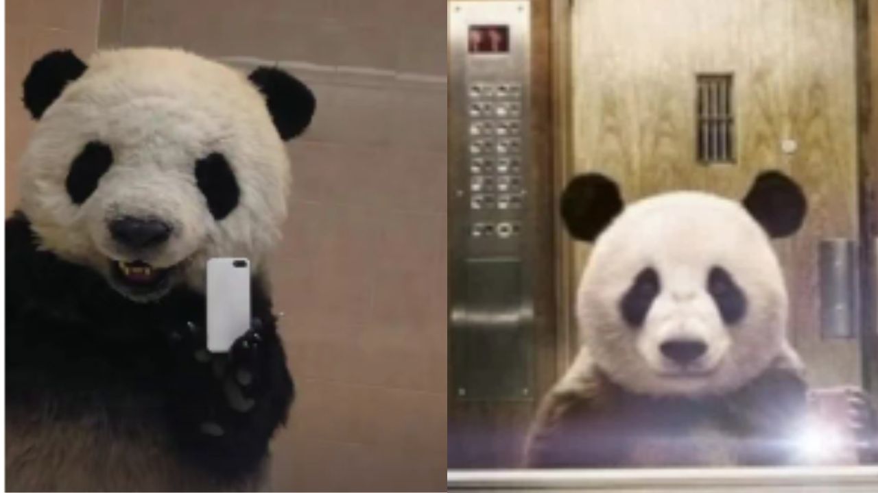 Team panda: significado, origen y contexto de la selfie en el espejo