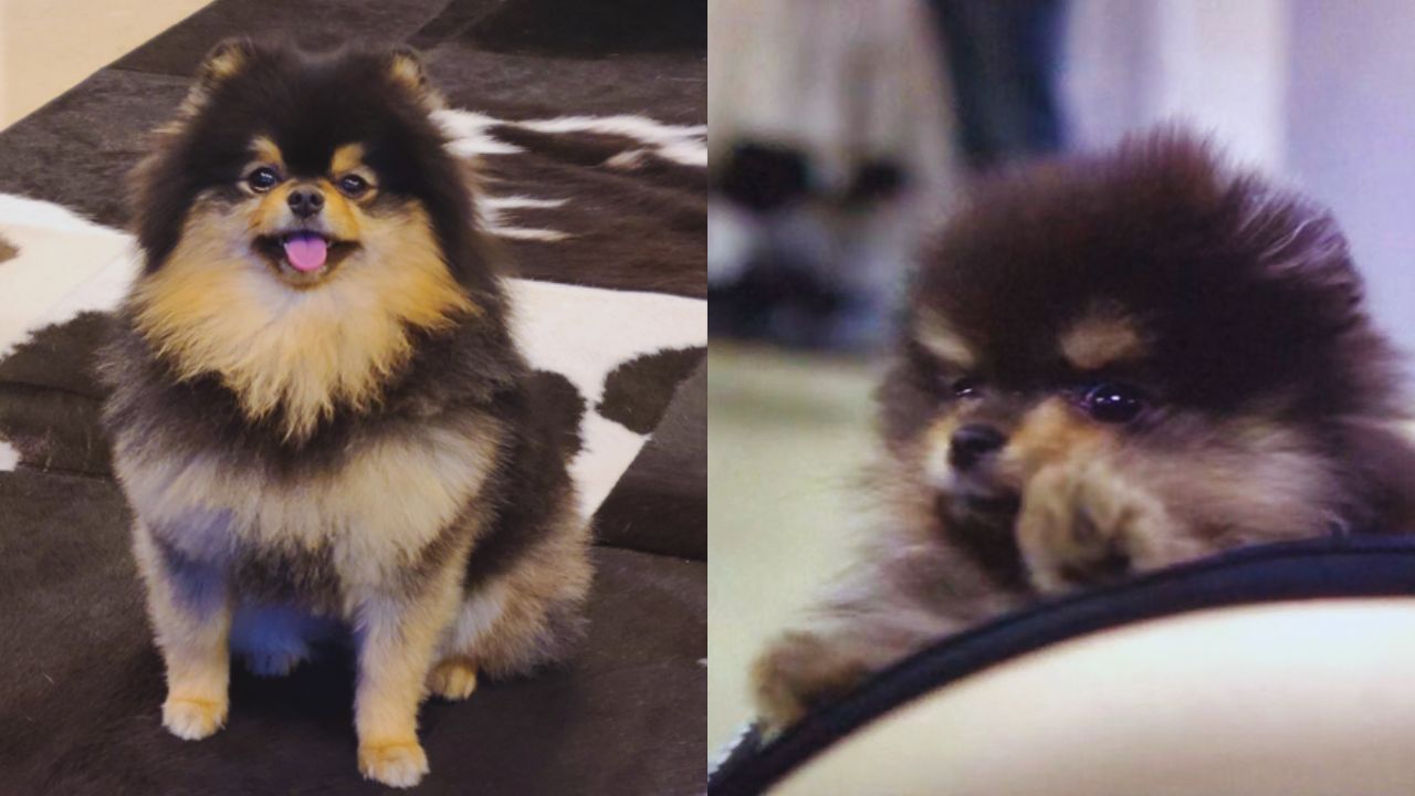 Fotos de Yeontan: estas son las fotos más tiernas del perrito de V ...