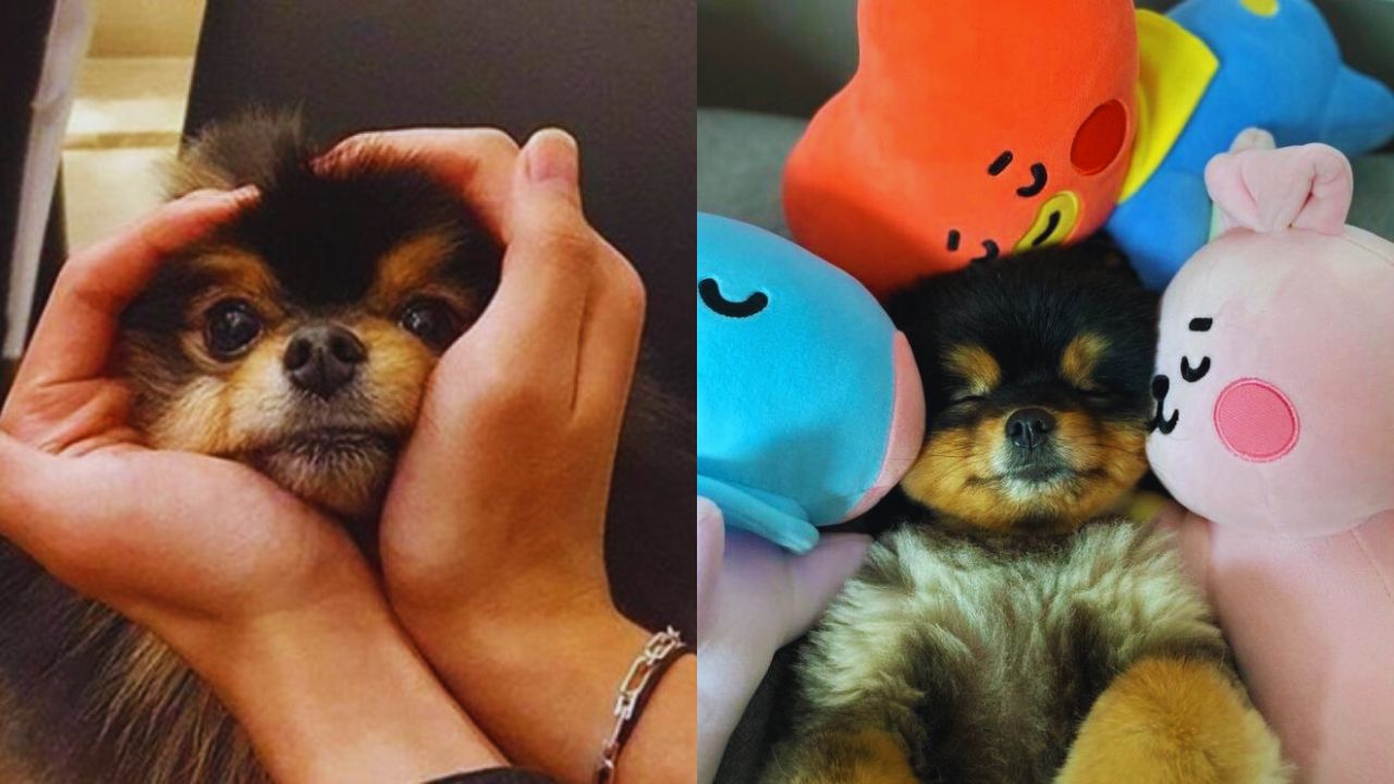 Fotos de Yeontan: estas son las fotos más tiernas del perrito de V ...