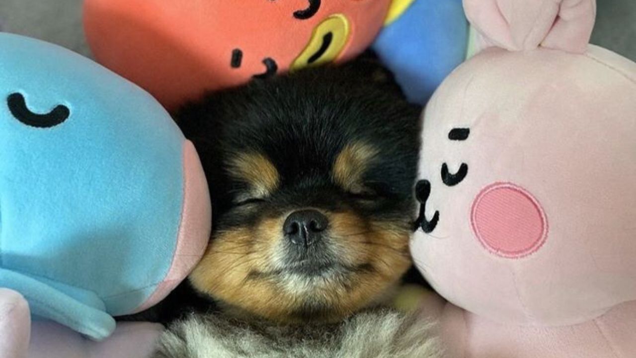 Yeontan mascota de BTS: edad, raza, fotos y de qué murió el perrito de V