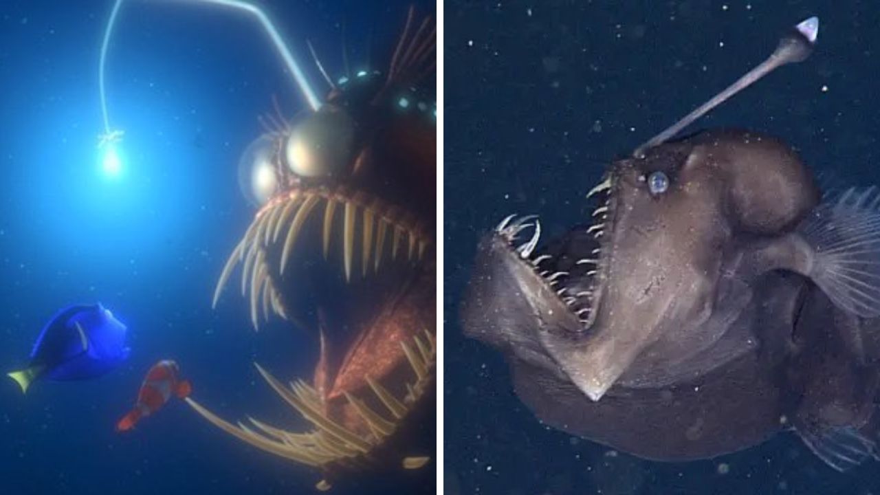 Pez Diablo video viral: ¿Qué hace el pez diablo y por qué le llaman así?