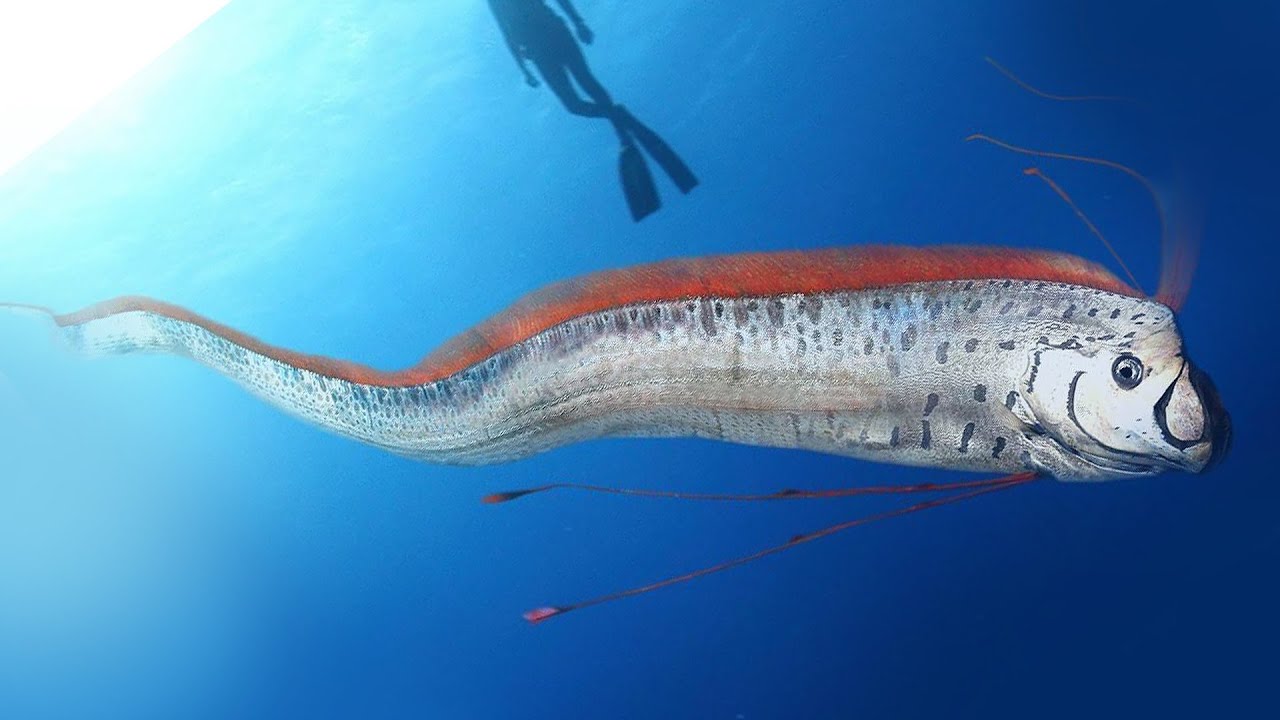 ¿Pez remo dónde vive y qué secretos esconde en las profundas aguas del ...